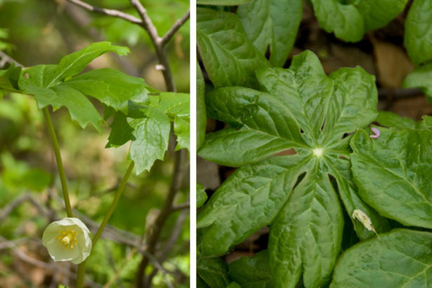 The Overlooked Mayapple - Deep Roots