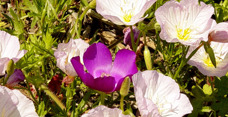 Garden Matchmaking With Native Plants - Deep Roots