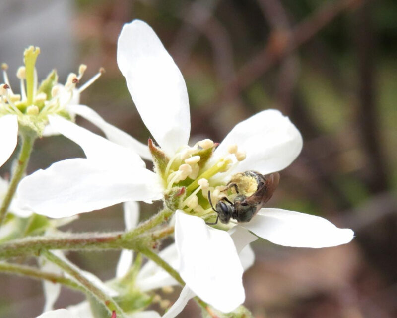 Native Plants and Your Vegetable Garden - Deep Roots