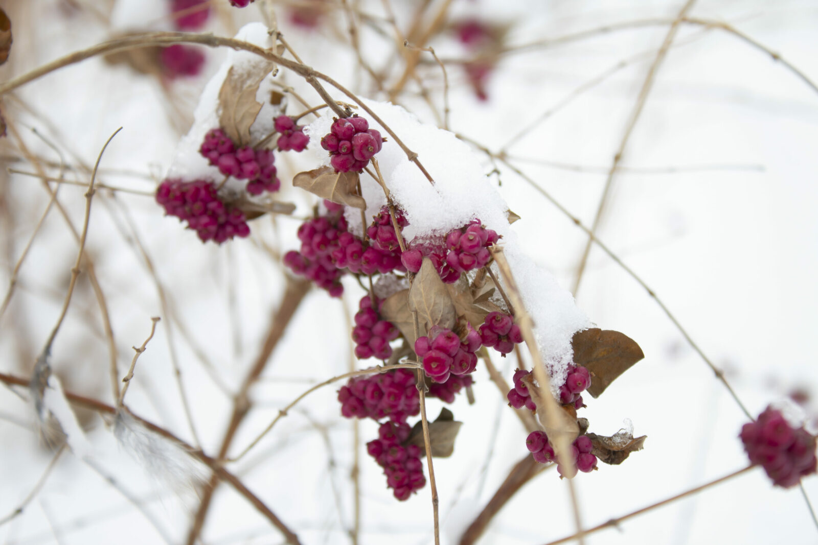 Native Plants at Noon - Deep Roots