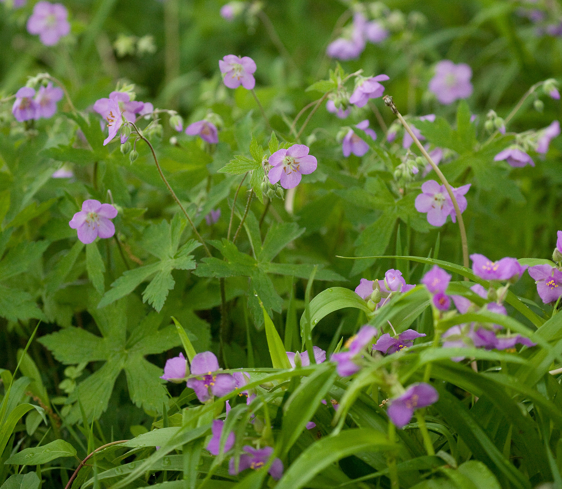 Deep Roots | Lunch and Learn Webinars Archive - Deep Roots