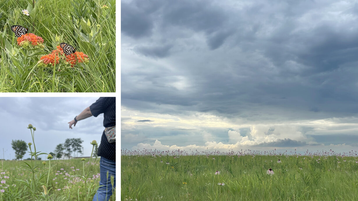 May and June Guided Prairie Walks with Cydney Ross, Naturalist - Deep Roots