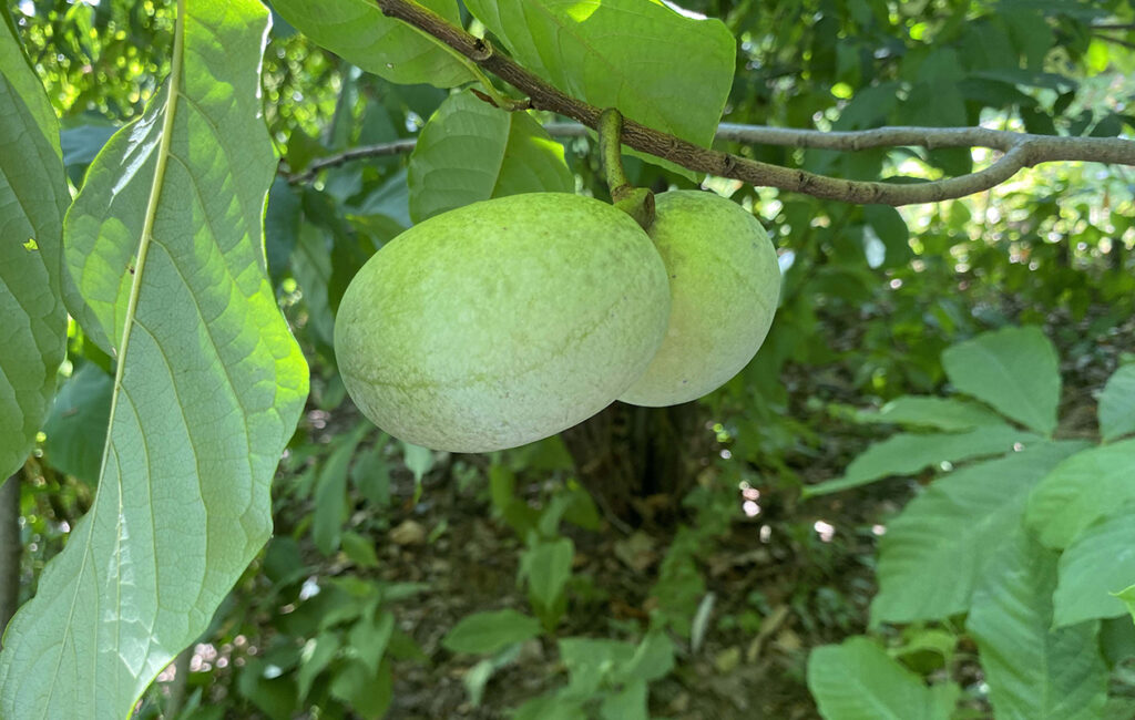 Garden-Grown Missouri Native Edibles for Fall Dining - Deep Roots