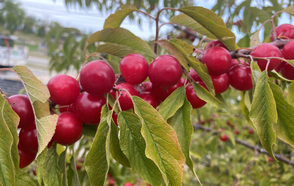 Garden-Grown Missouri Native Edibles for Fall Dining - Deep Roots