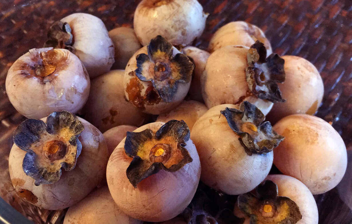 Garden-Grown Missouri Native Edibles for Fall Dining - Deep Roots