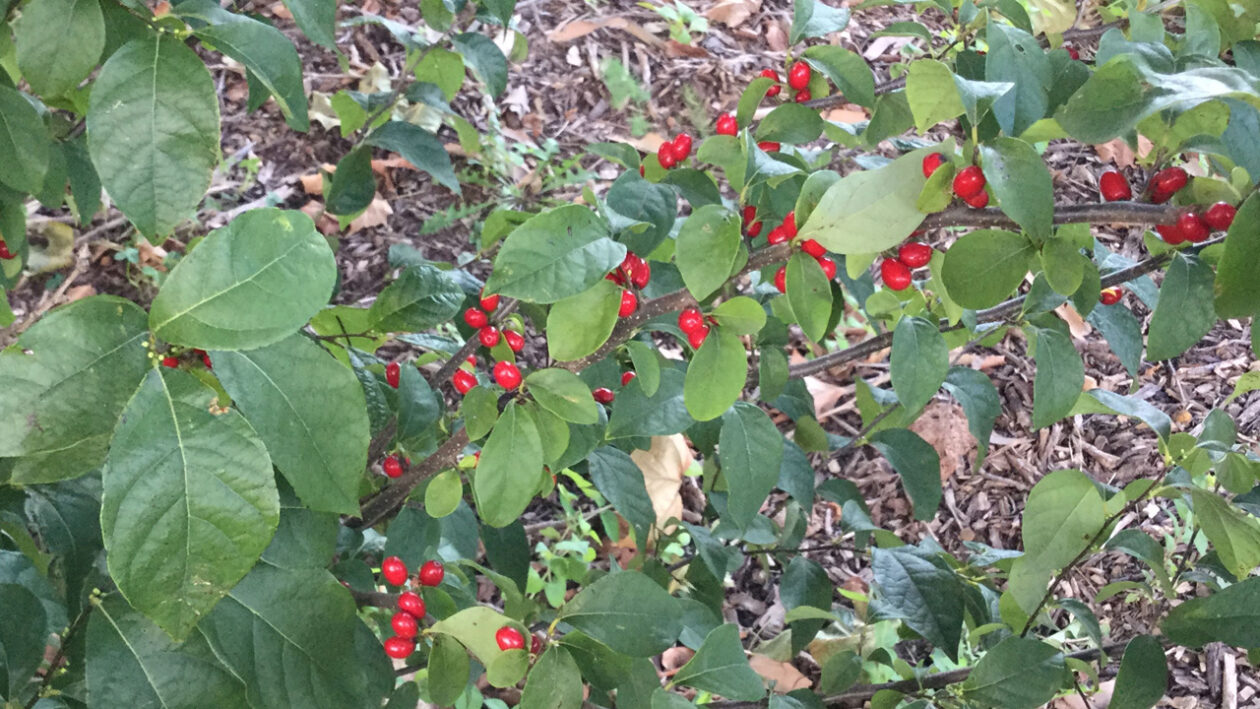 Garden-Grown Missouri Native Edibles for Fall Dining - Deep Roots