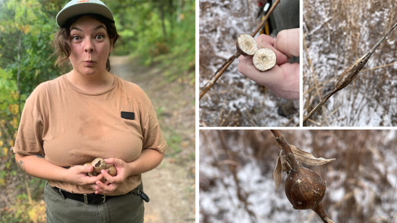 Galls are Insect Architecture! - Deep Roots