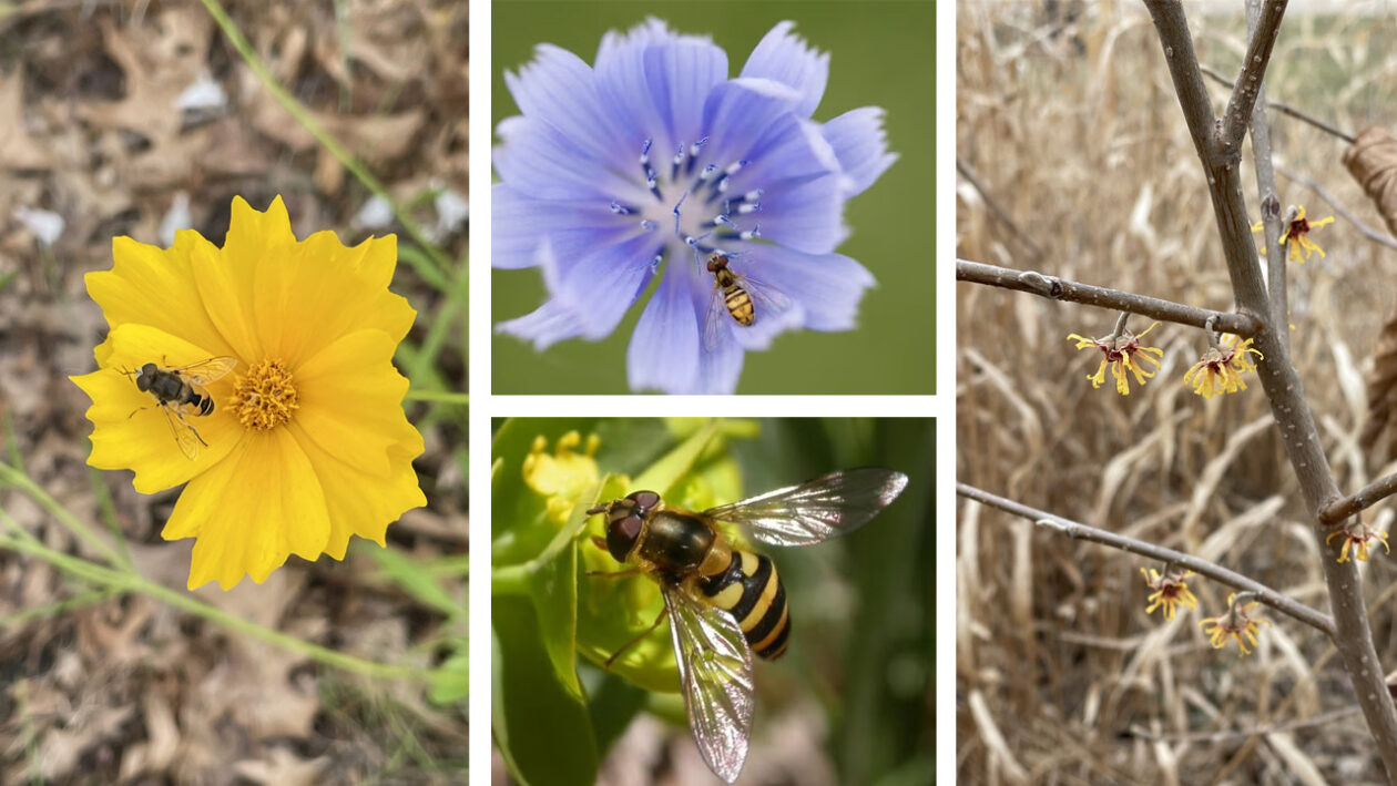 Underrated Early Spring Pollinators - Deep Roots