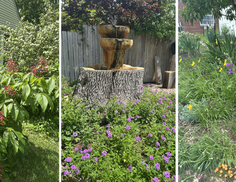 Garden Matchmaking With Native Plants - Deep Roots