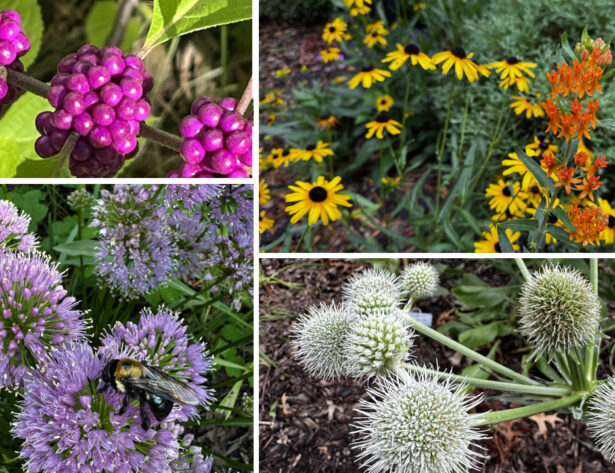 Interactive Native Garden Map - Deep Roots