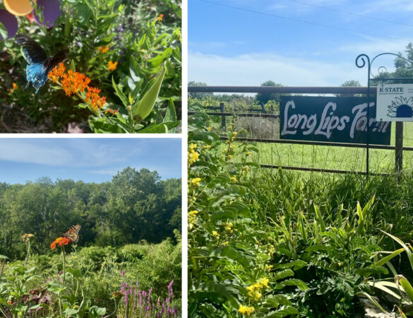 Interactive Native Garden Map - Deep Roots