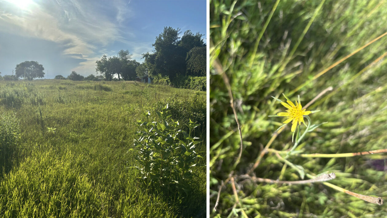 Gardener Spotlight: Lenora Larson’s Support for the Caterpillars - Deep ...