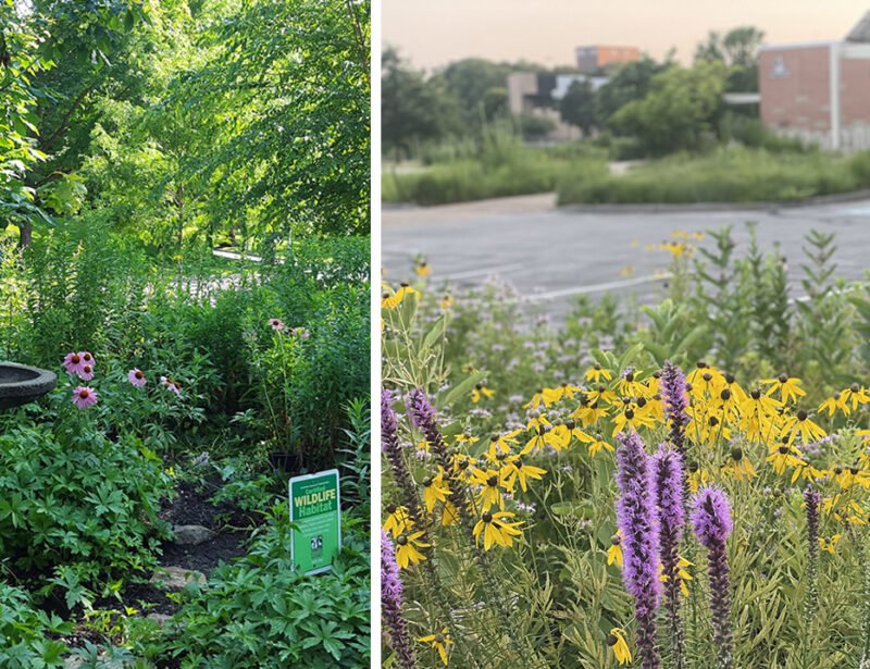 Garden-Grown Missouri Native Edibles for Fall Dining - Deep Roots