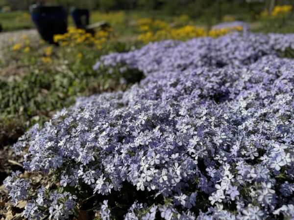 DIY Native Gardening: Planting for Success - Deep Roots