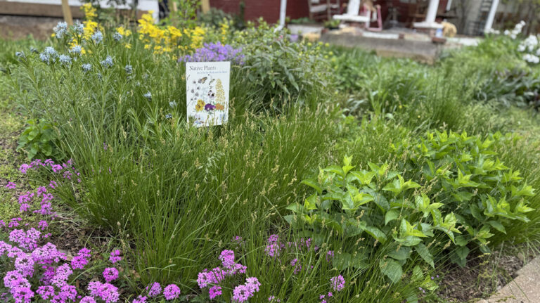 DIY Native Gardening: Planting for Success - Deep Roots