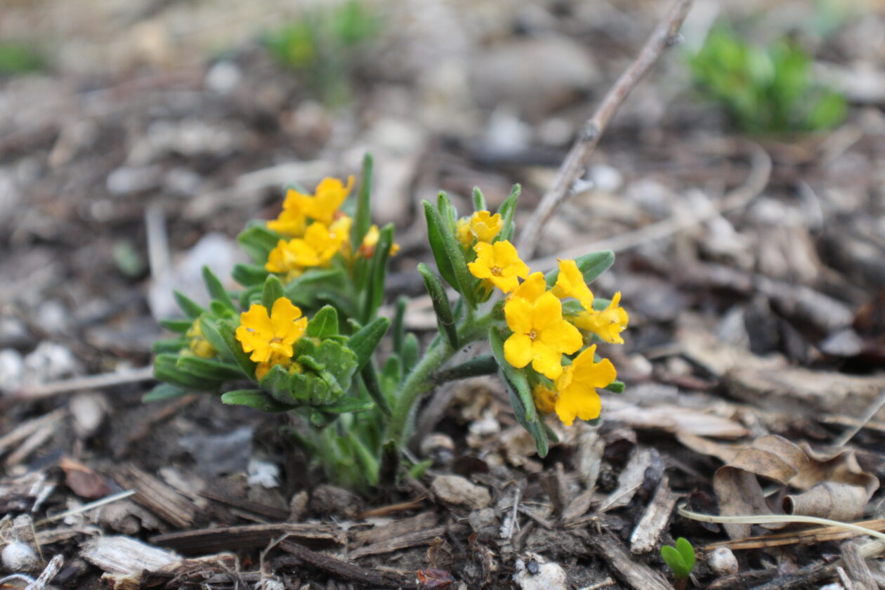 Spring Blooms: Native Landscape Chat - Deep Roots