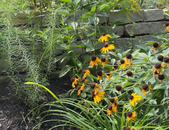 Garden-Grown Missouri Native Edibles for Fall Dining - Deep Roots