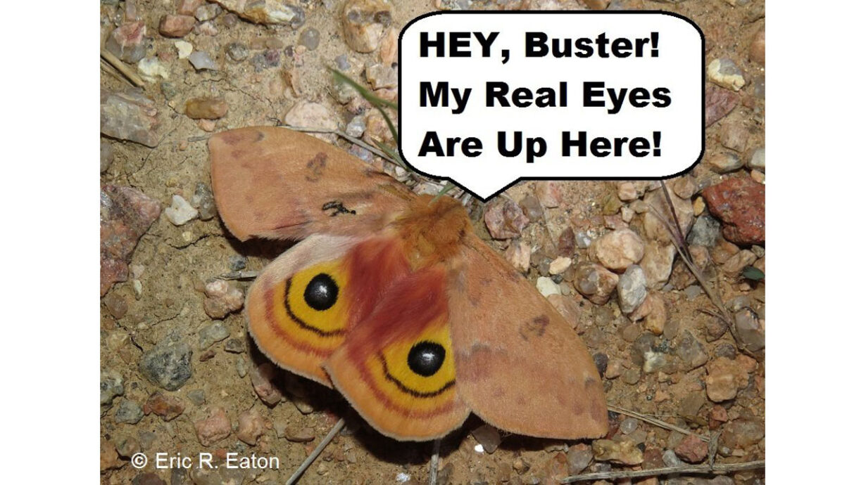 The Magic of Moths - Deep Roots