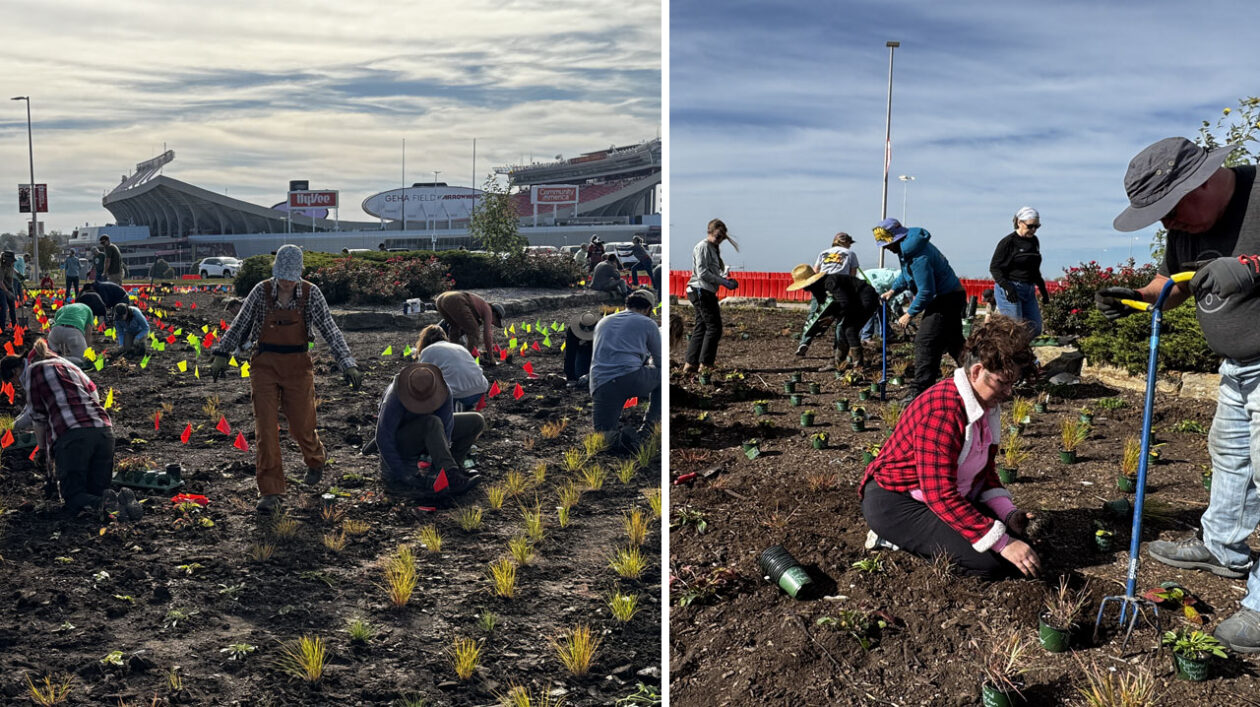 Native Plant Pride Meets KC Athletics - Deep Roots